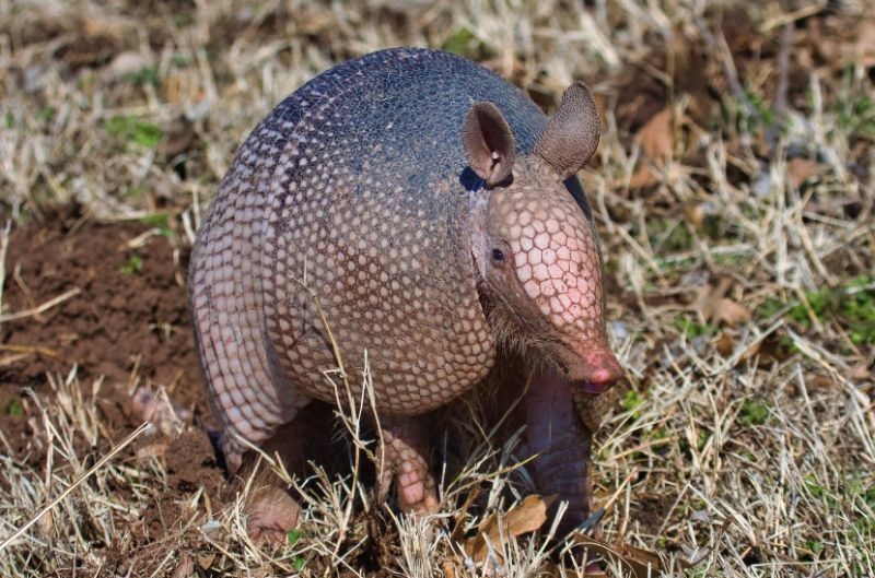 5 curiosidades sobre los armadillos - El rincon del saber