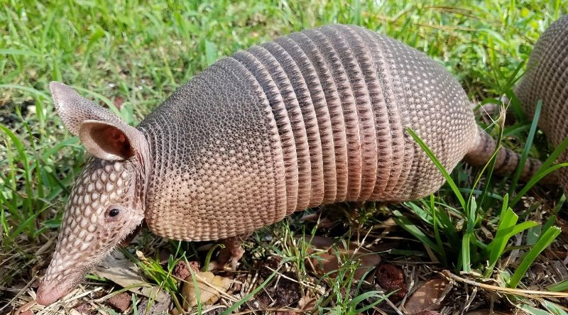5 curiosidades sobre los armadillos - El rincon del saber