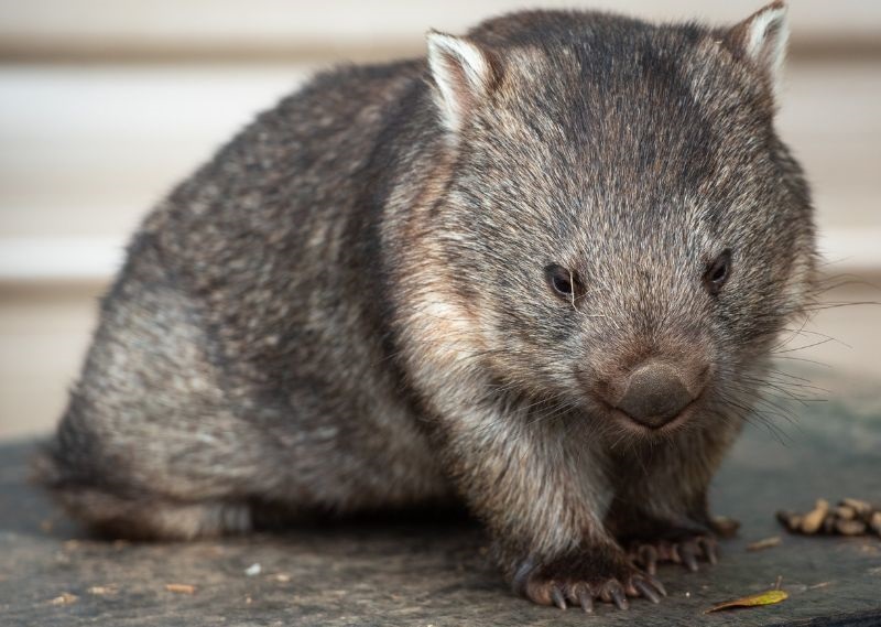 8 curiosidades sobre los wombats - El rincon del saber
