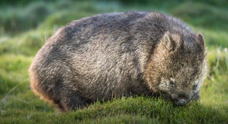8 curiosidades sobre los wombats - El rincon del saber
