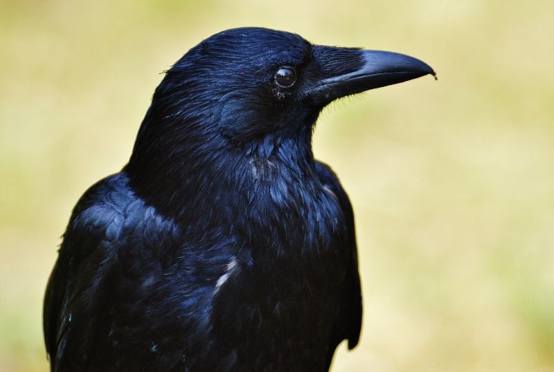 10 curiosidades sobre los cuervos - El rincon del saber