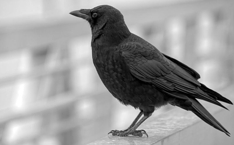 10 curiosidades sobre los cuervos - El rincon del saber
