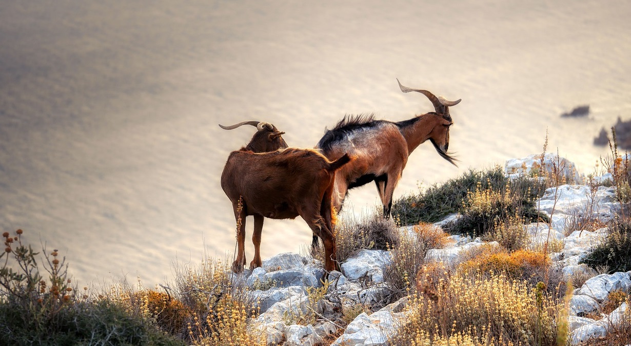 10 curiosidades sobre el café - El rincon del saber